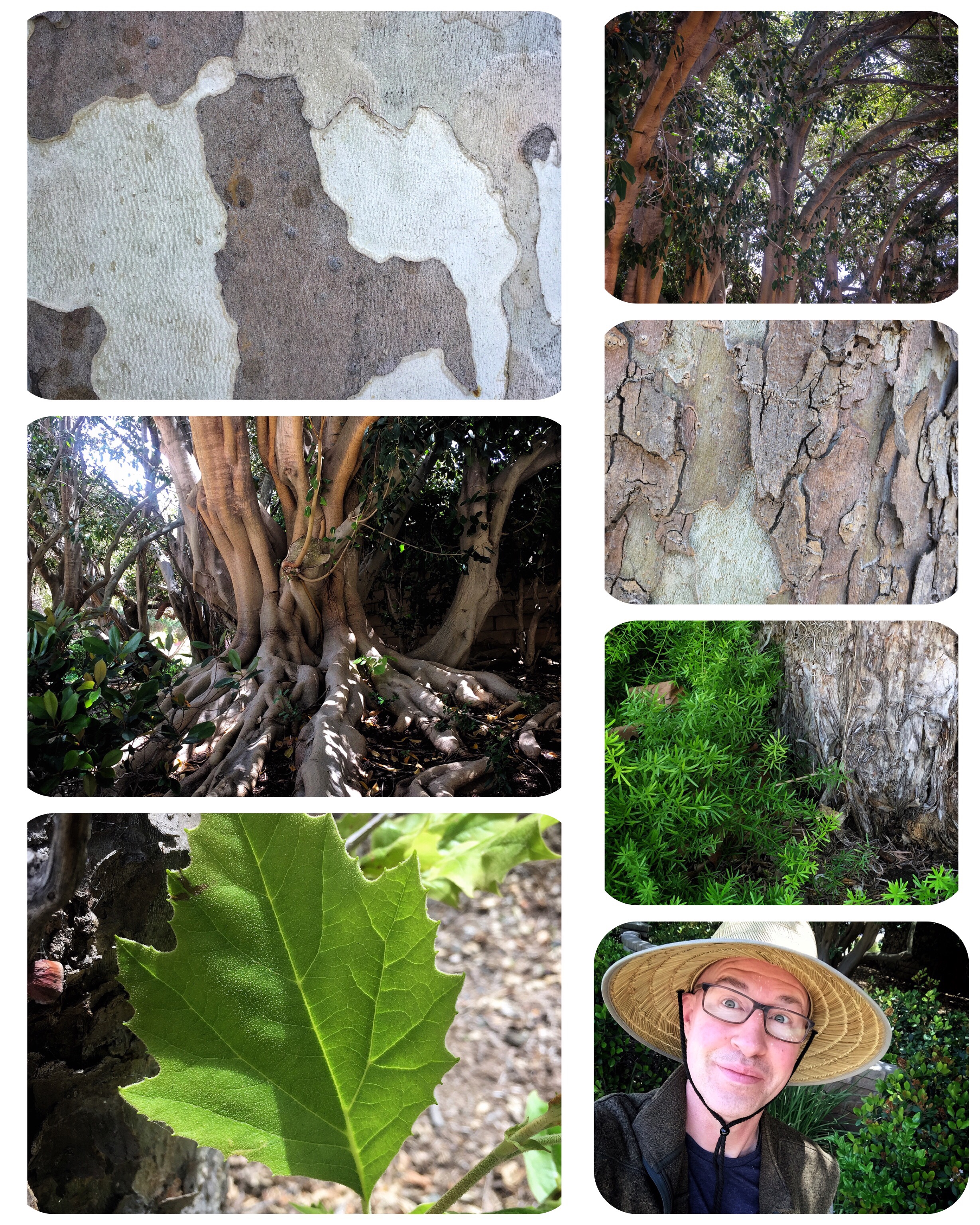 practice like a tree… | The Metta Garden