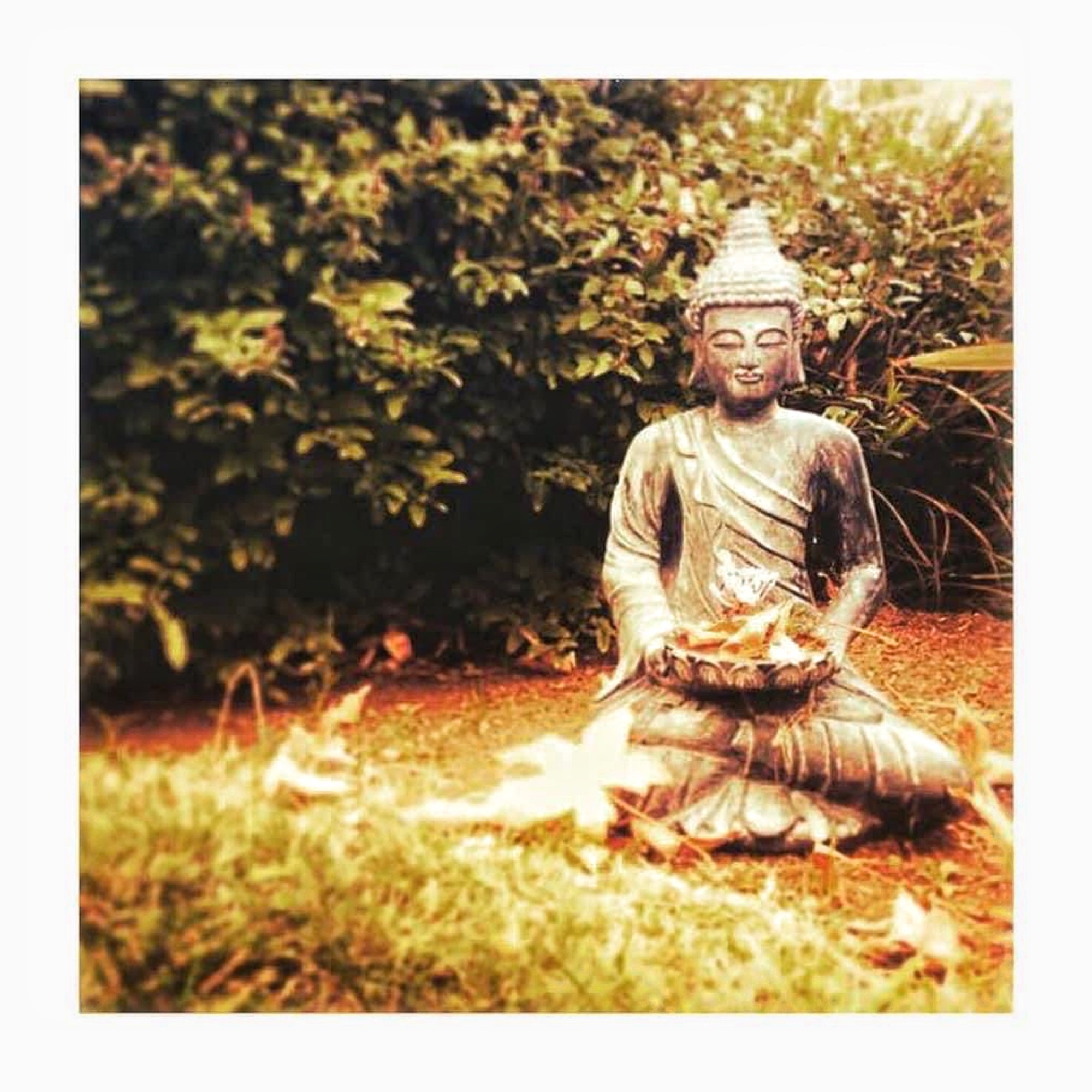 choose the humane path… | The Metta Garden