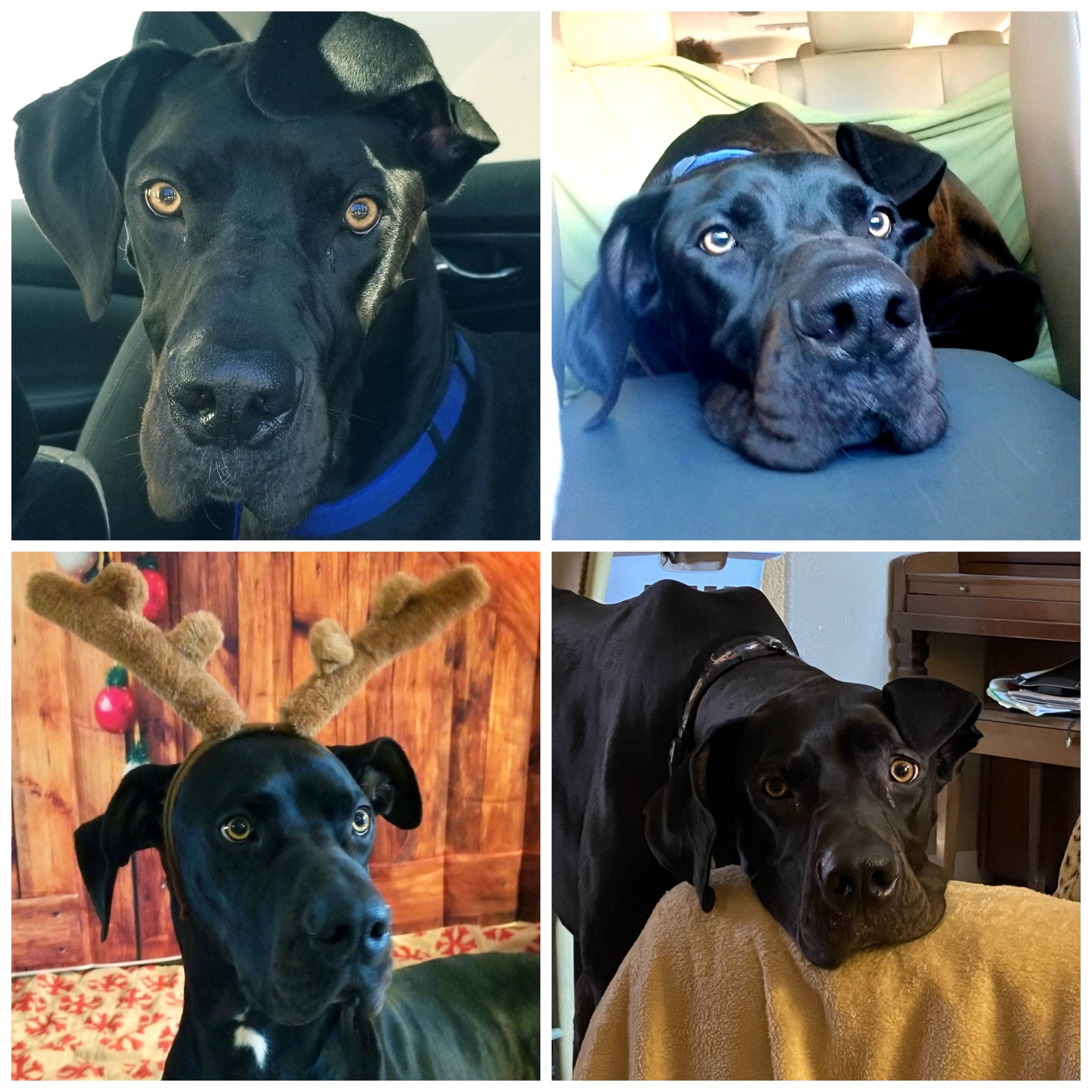 The Metta Garden | art & writing by jaysen matthew waller