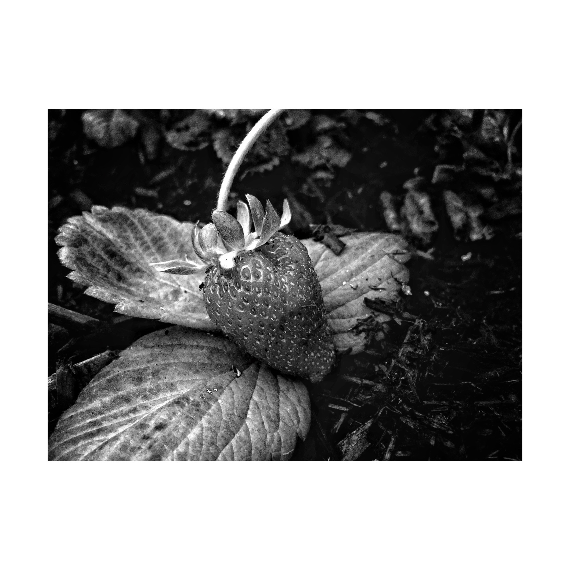 The Metta Garden | art & writing by jaysen matthew waller | Page 2